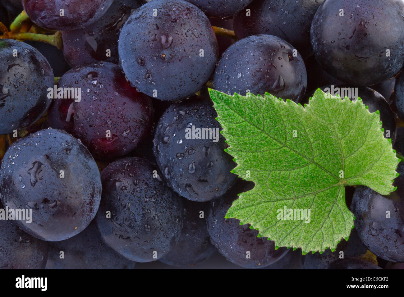 Grapes leaf hi-res stock photography and images - Alamy