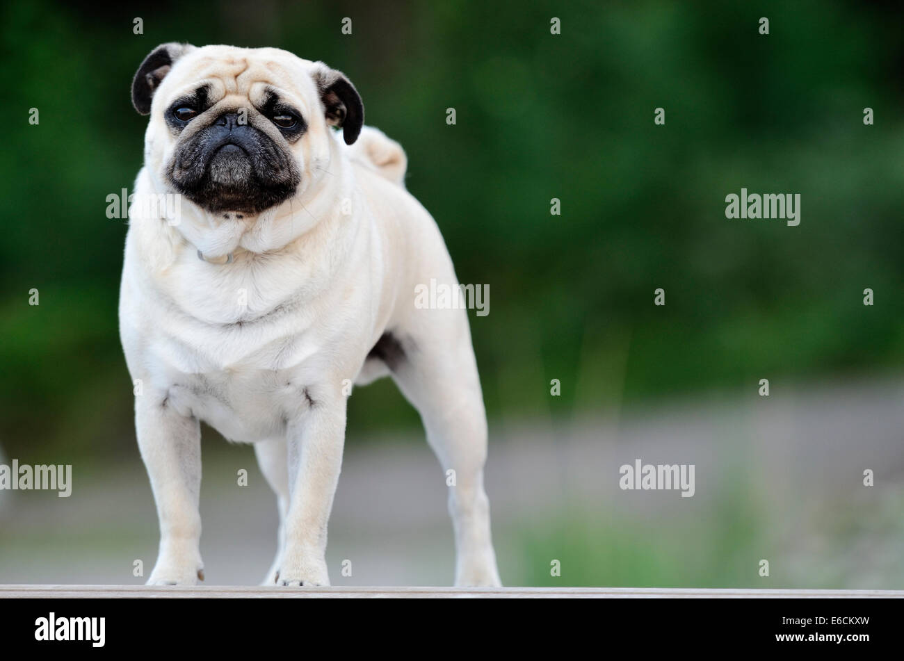 Pug standing in front of blure background outdoors Stock Photo - Alamy