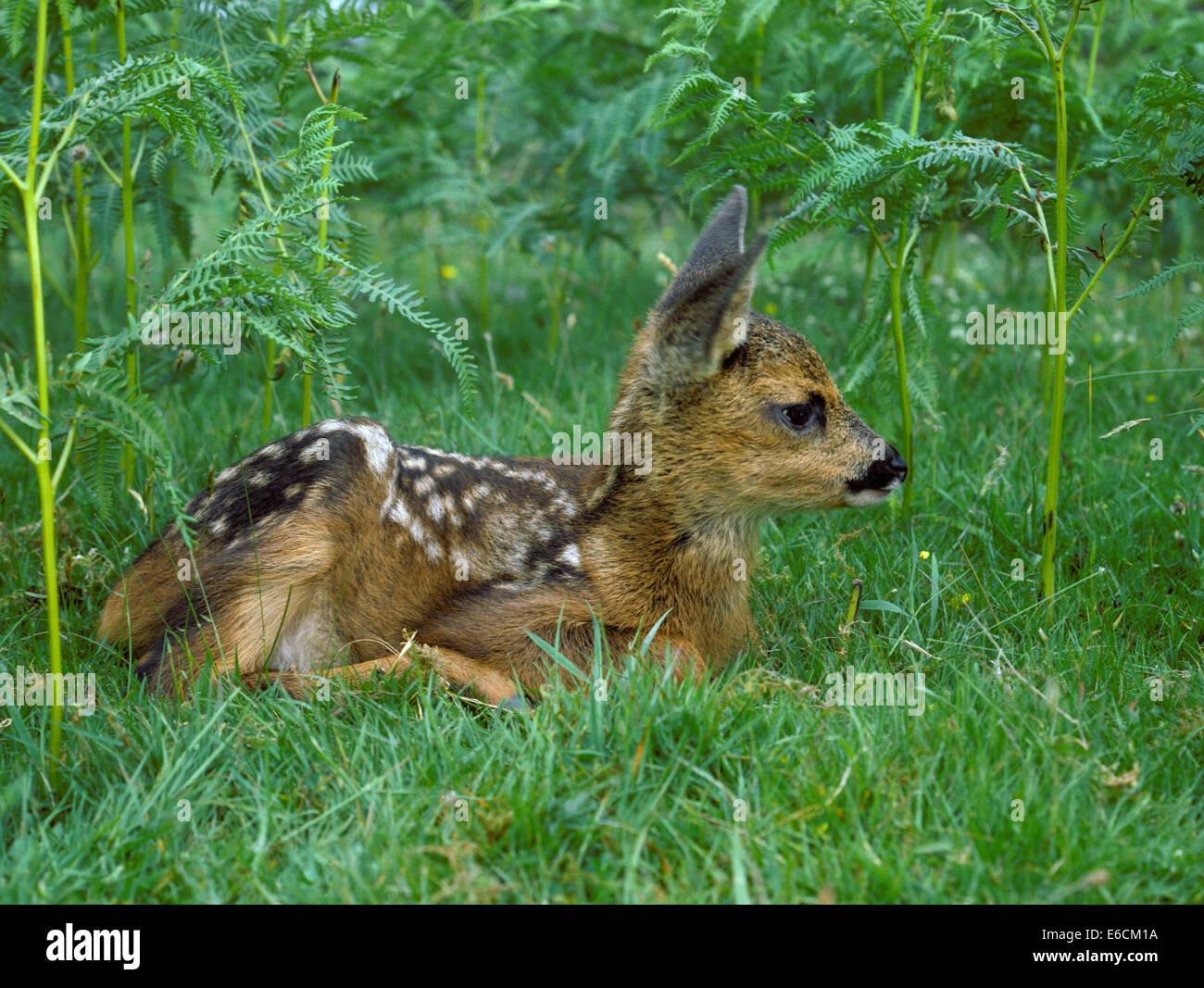 Roe Deer fawn - Capreolus capreolus Stock Photo - Alamy