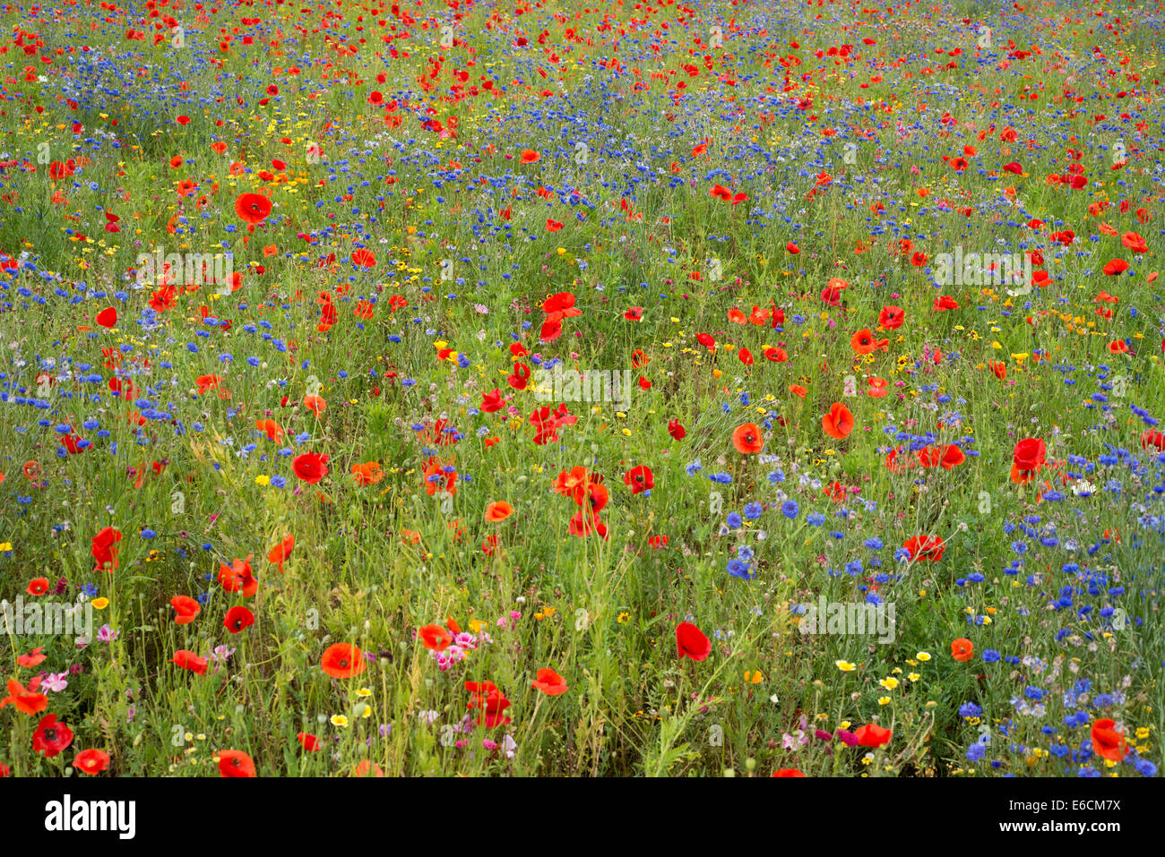 Wild flower meadow Stock Photo - Alamy
