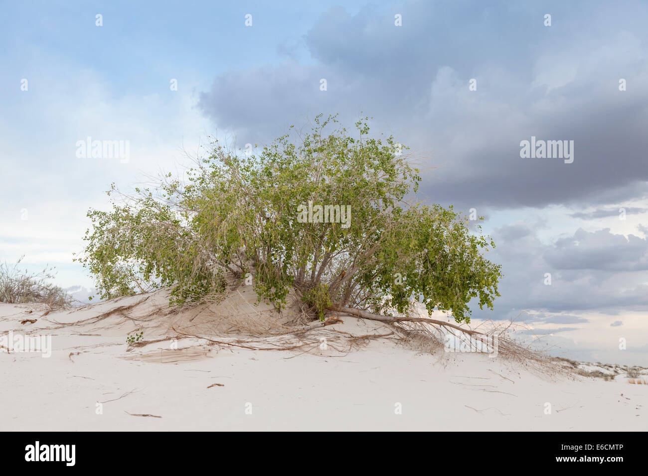 "Rio Grande Cottonwood" trees pedestal formation at White Sands ...