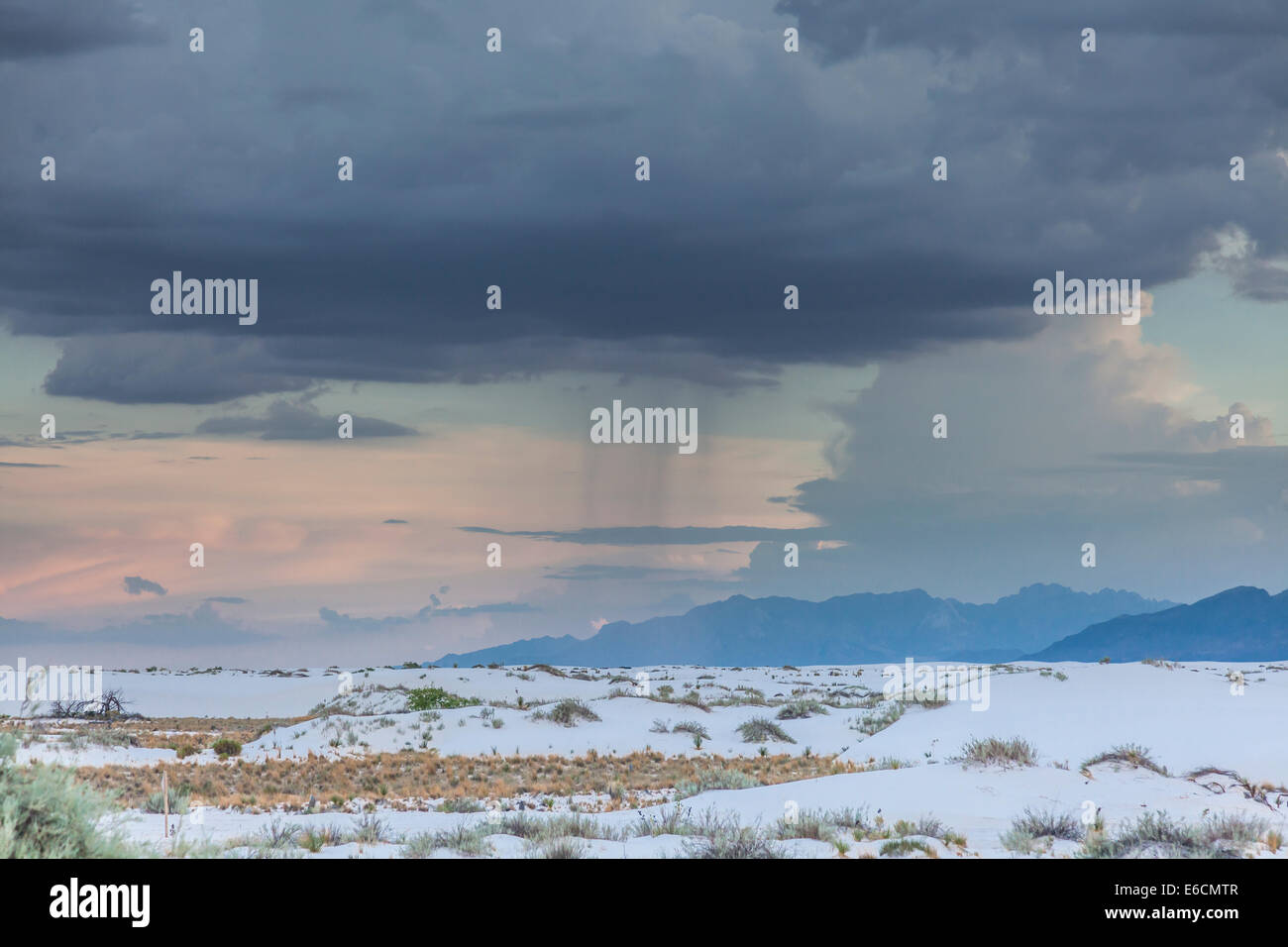 Plants of northern chihuahuan desert hi-res stock photography and ...
