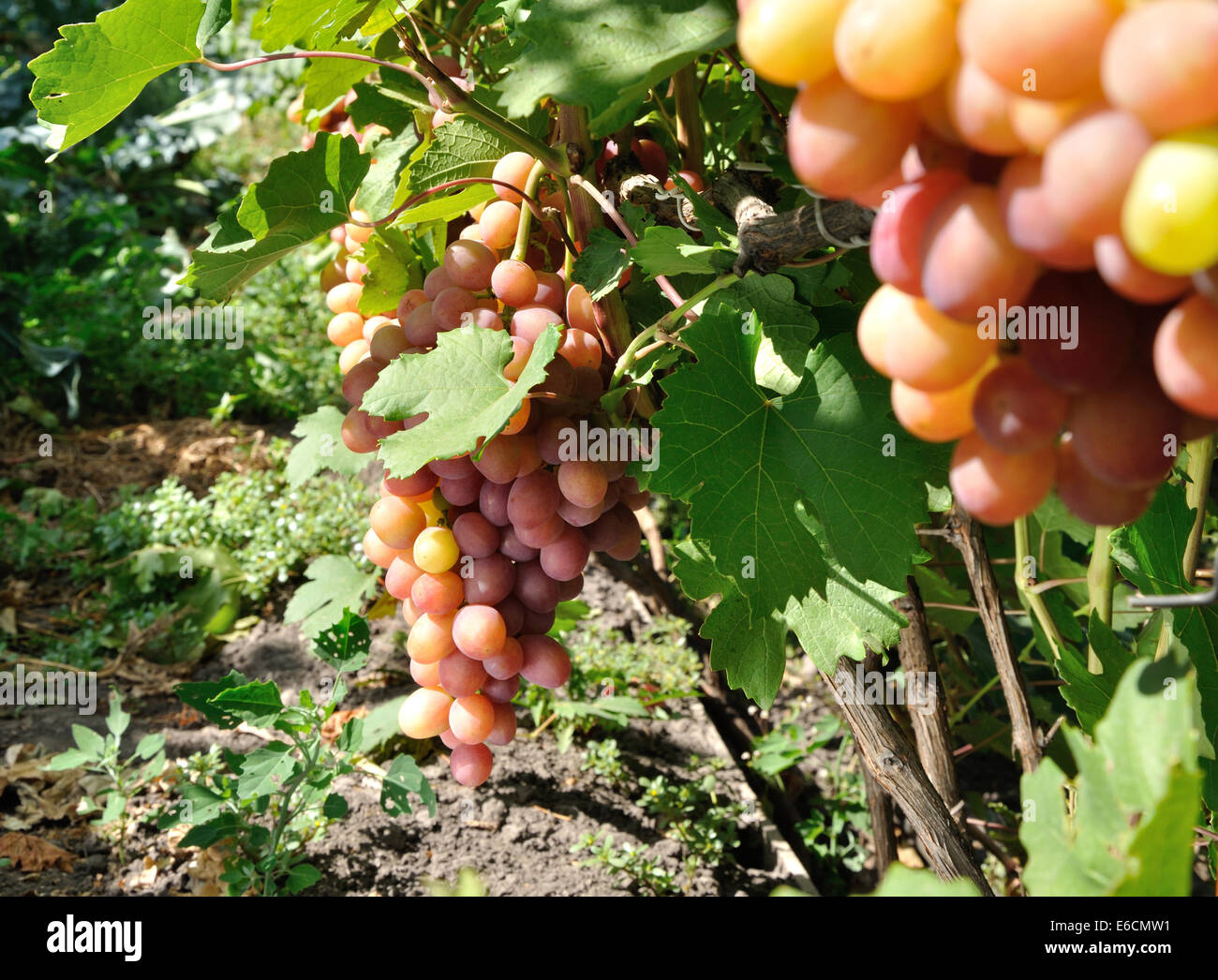 Row of pink grape with much fruits Stock Photo - Alamy