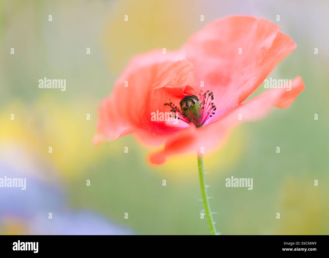 Papaver rhoeas field poppy red flower stem Stock Photo - Alamy