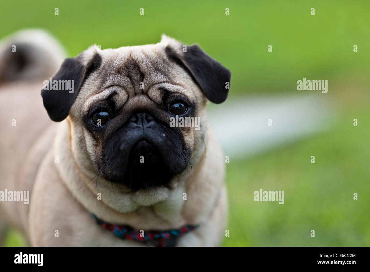 Pug on a field Stock Photo - Alamy