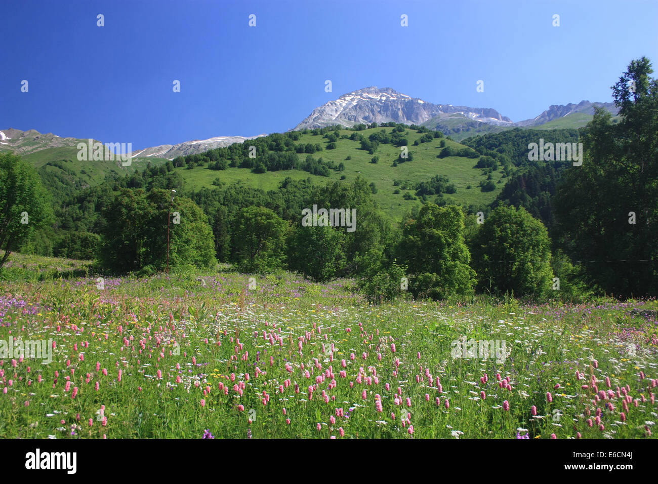 Mountain Flower Valley. Flower Fields in the summer Stock Photo - Alamy