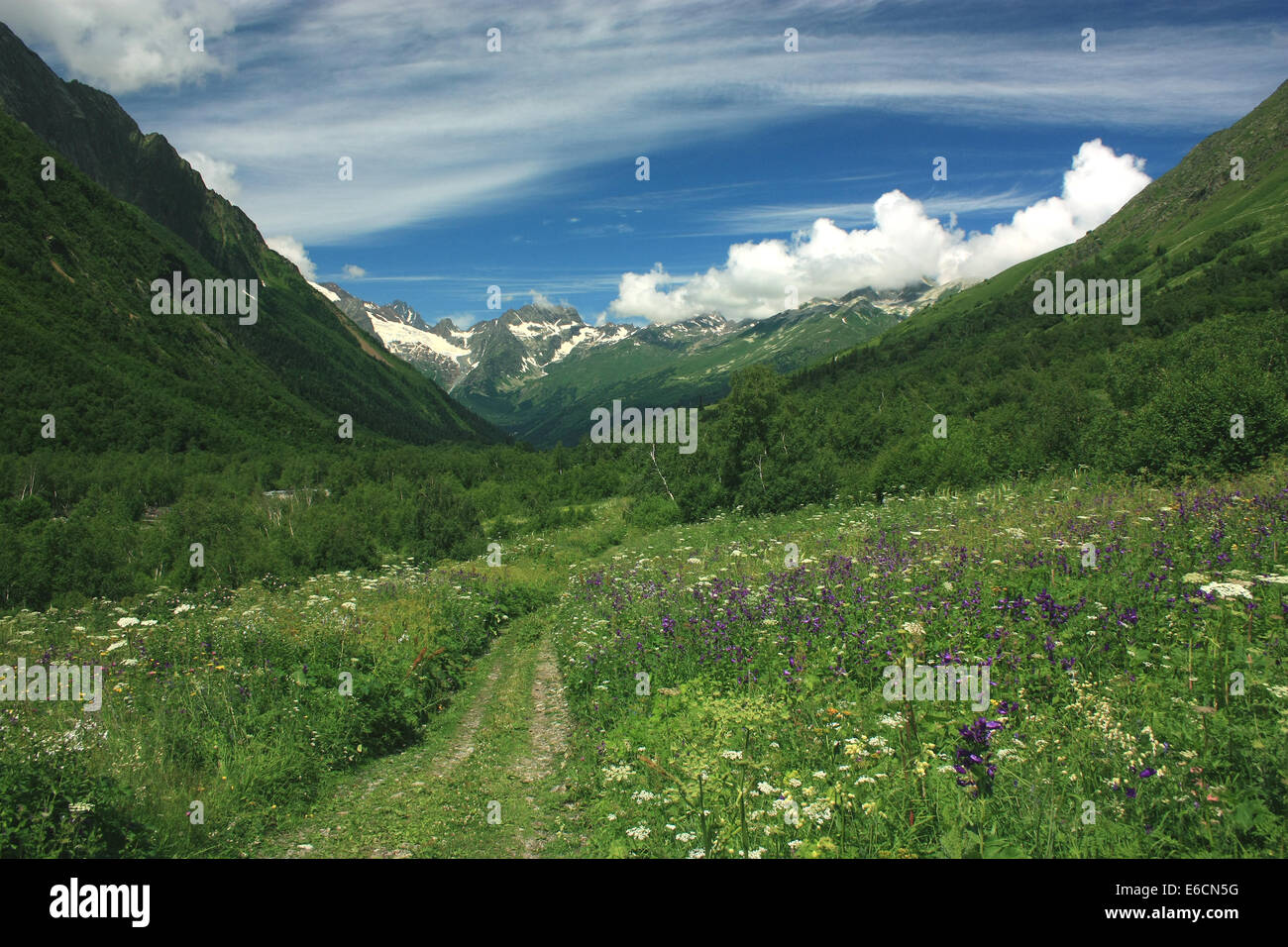 Mountain Flower Valley. Flower Fields in the summer Stock Photo - Alamy