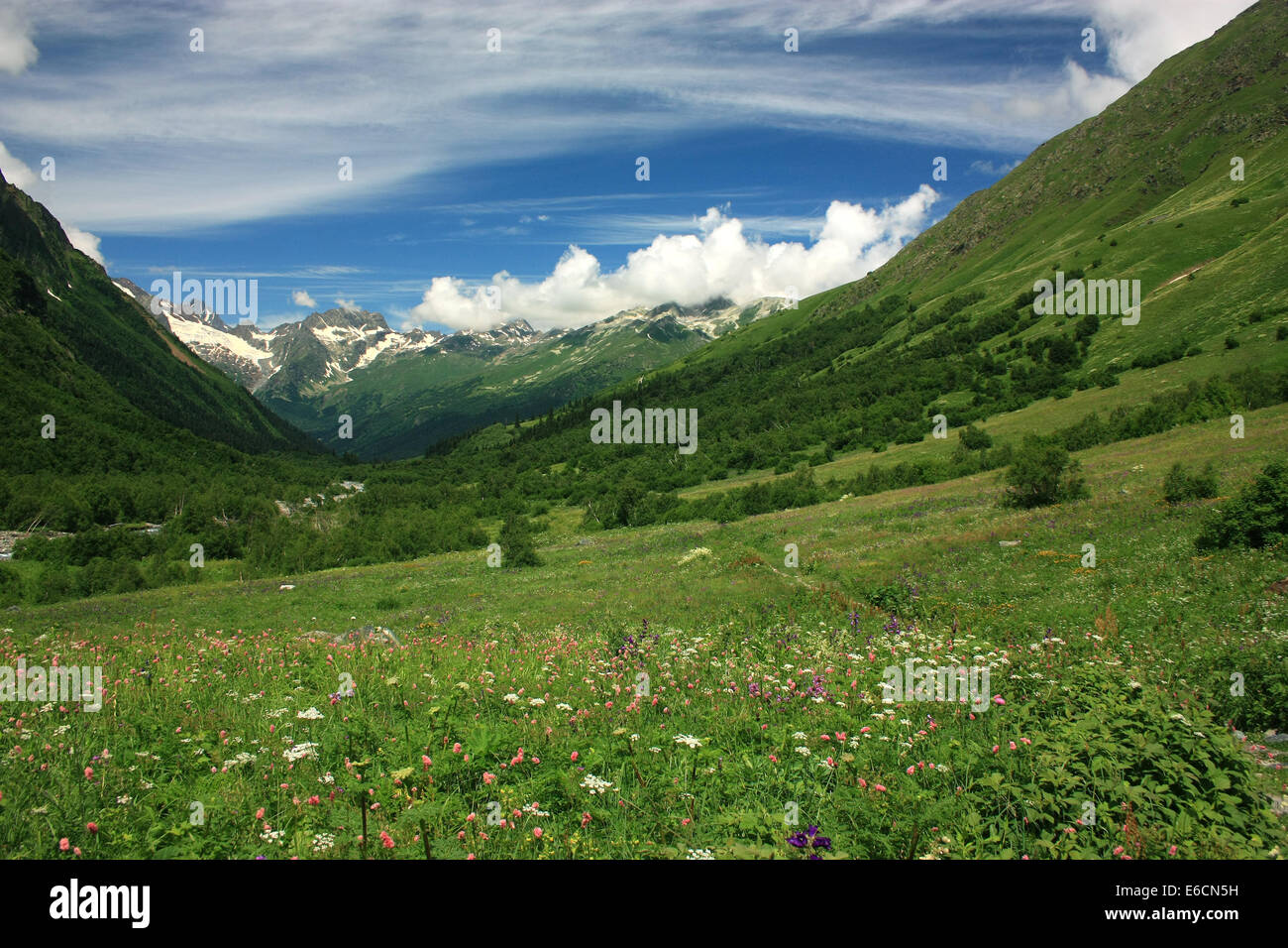 Mountain Flower Valley. Flower Fields in the summer Stock Photo - Alamy