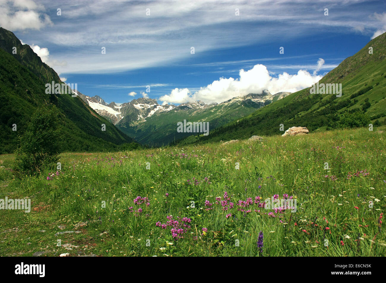 Mountain Flower Valley. Flower Fields in the summer Stock Photo - Alamy
