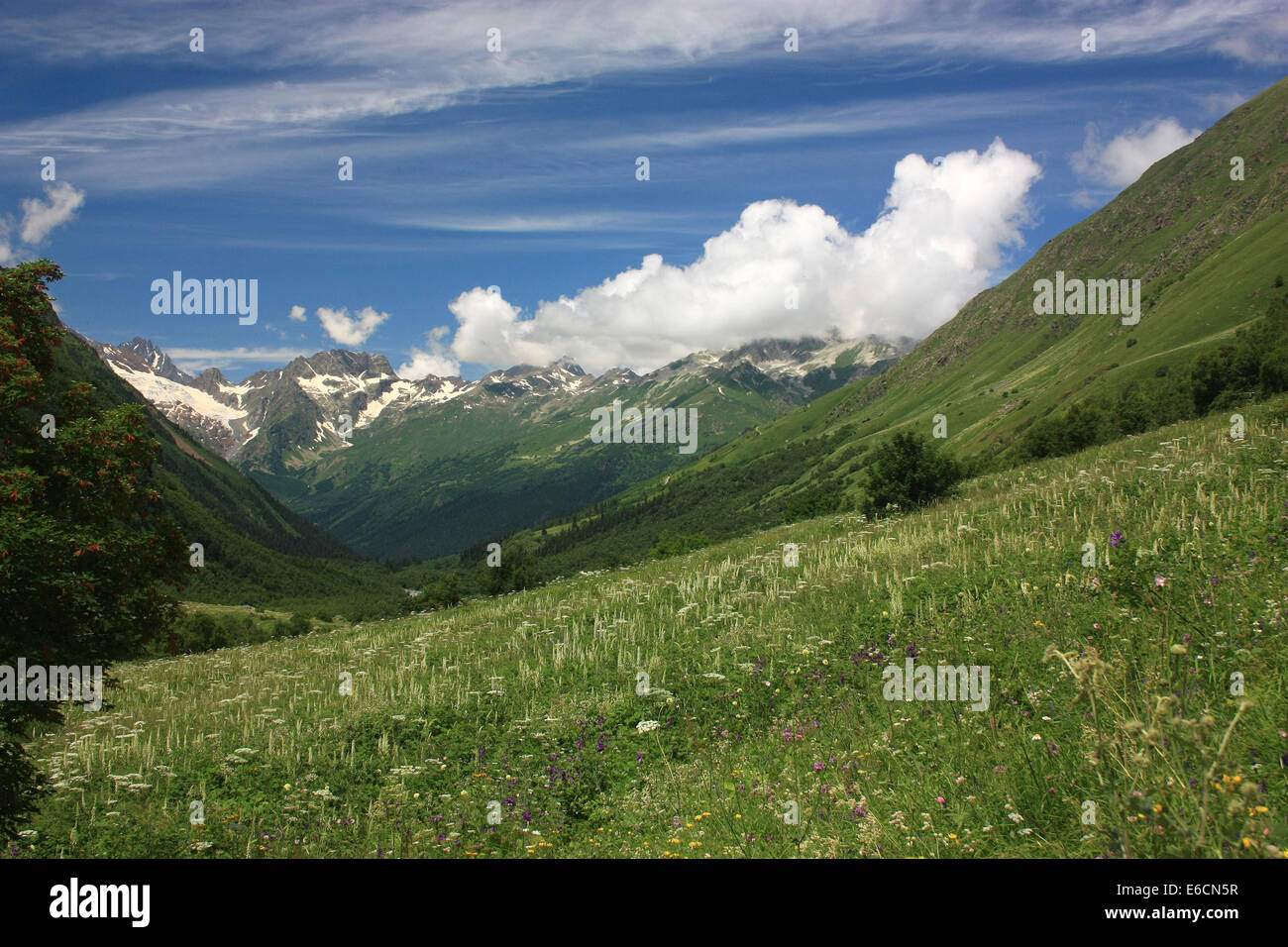 Mountain Flower Valley. Flower Fields in the summer Stock Photo - Alamy