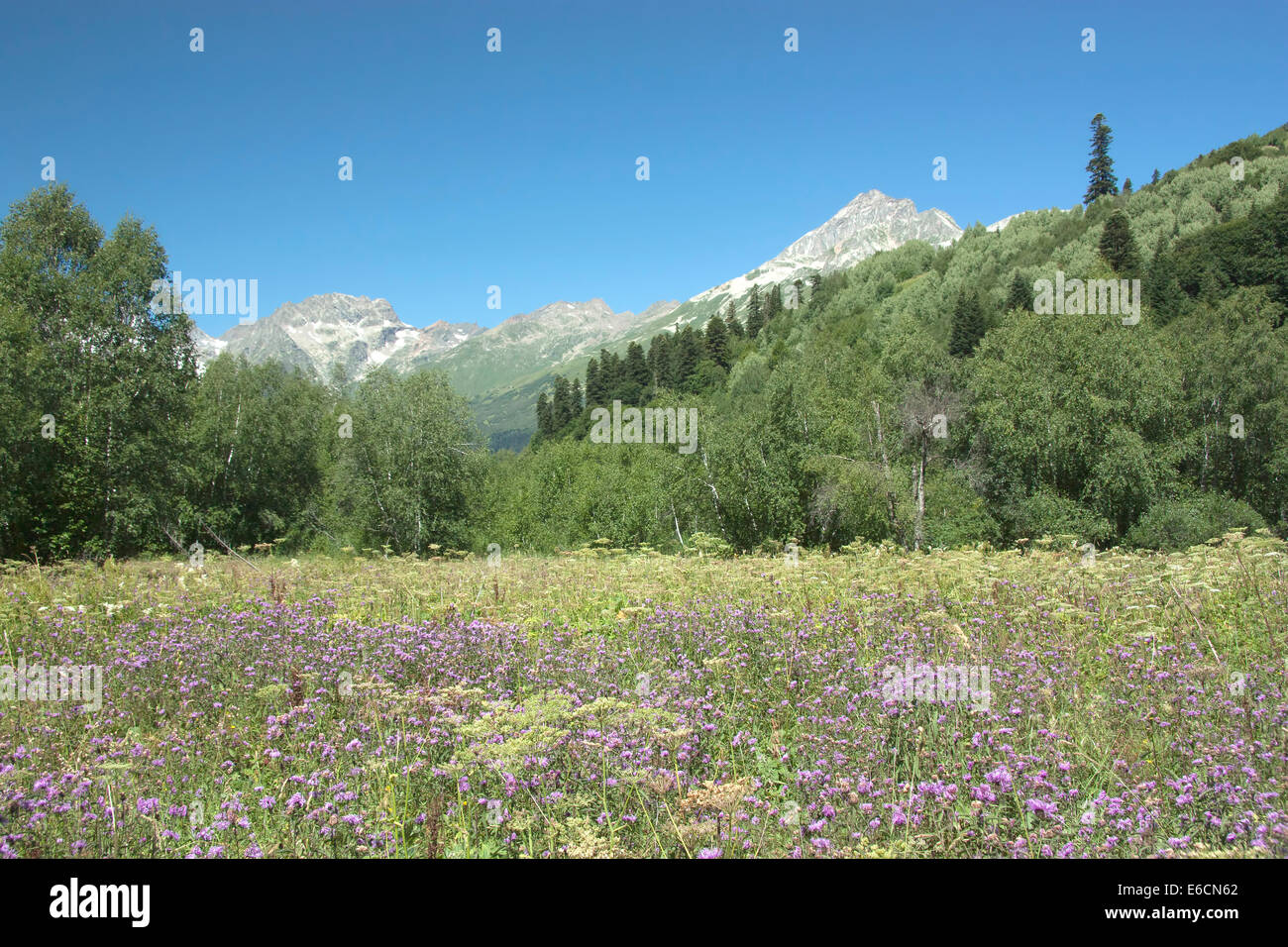 Mountain Flower Valley. Flower Fields in the summer Stock Photo - Alamy