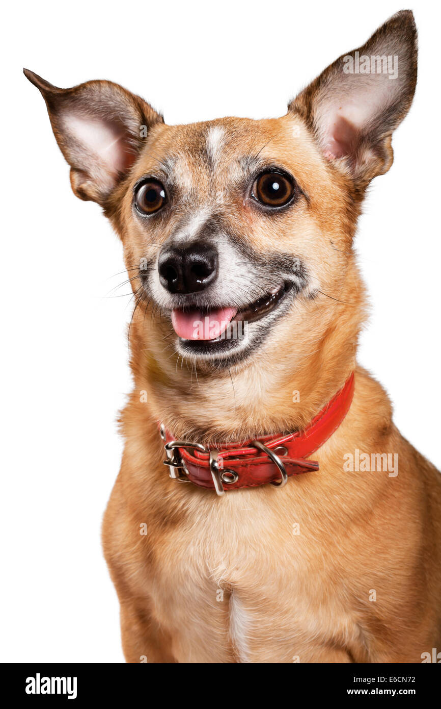 Russian toy terrier hi-res stock photography and images - Alamy