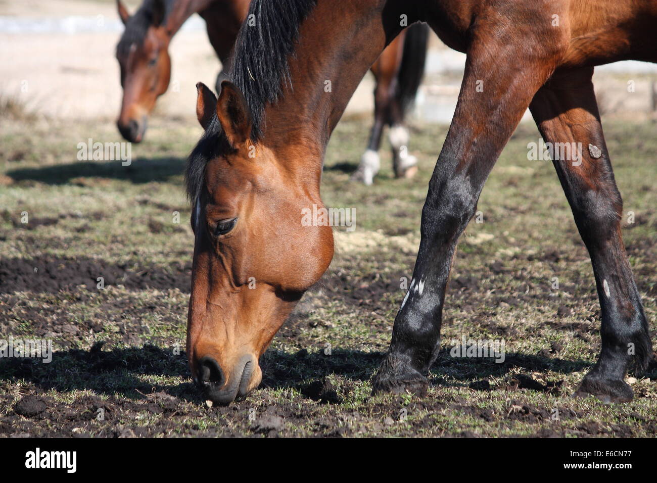 Couple horses in spring hi-res stock photography and images - Alamy