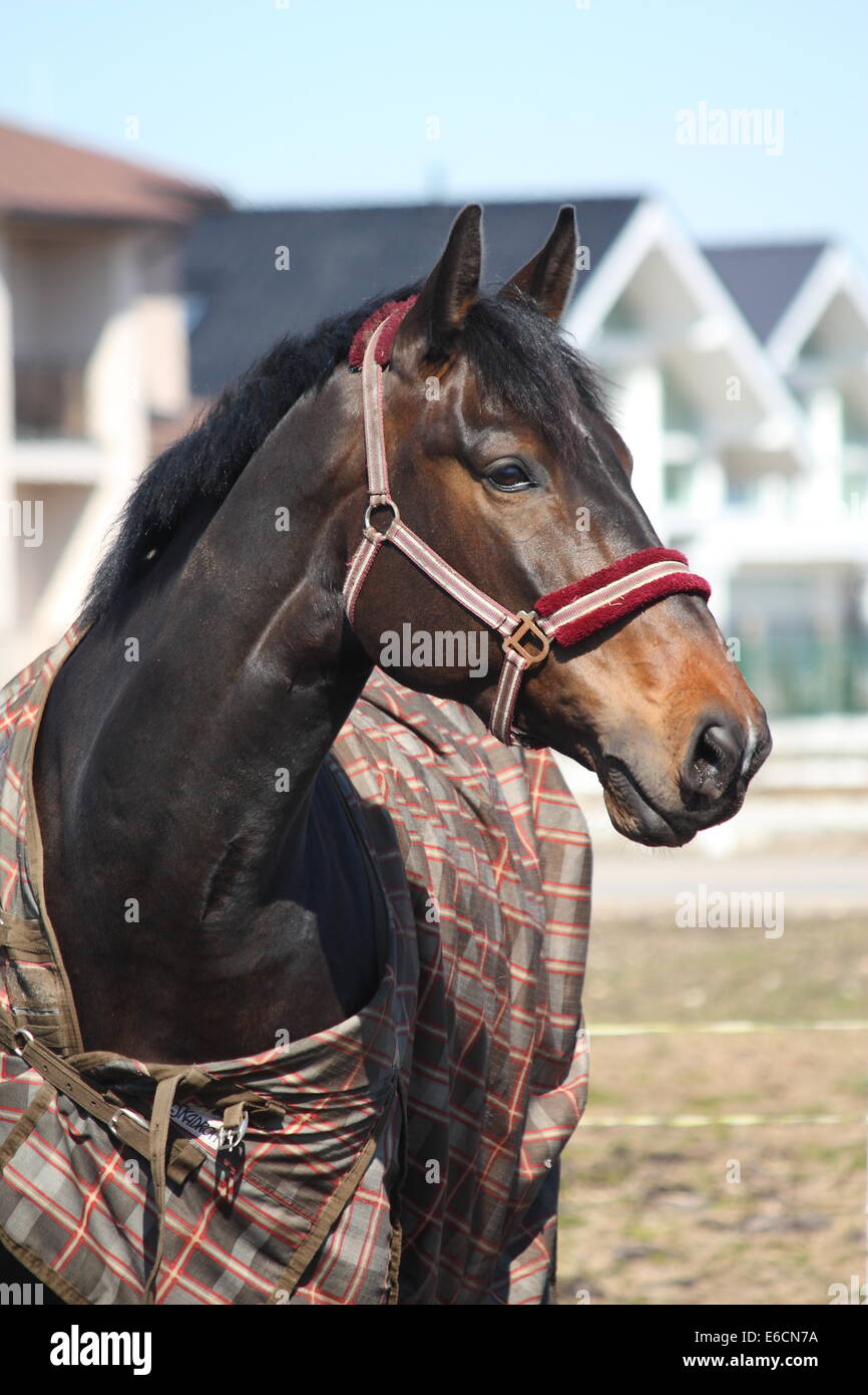 Black horse wit checkered coat in the paddock Stock Photo - Alamy