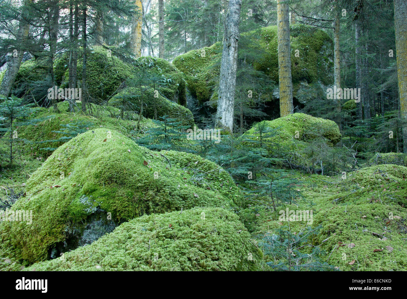 Mossy Pine forest on the mountain. Sunlit Spruce Tree Forest Stock ...
