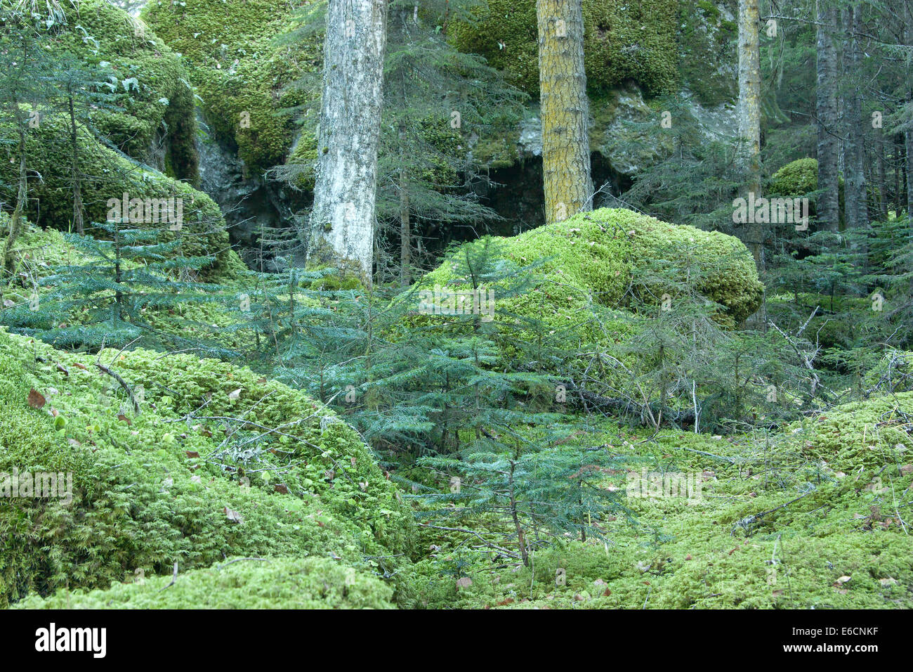 Mossy Pine forest on the mountain. Sunlit Spruce Tree Forest Stock ...
