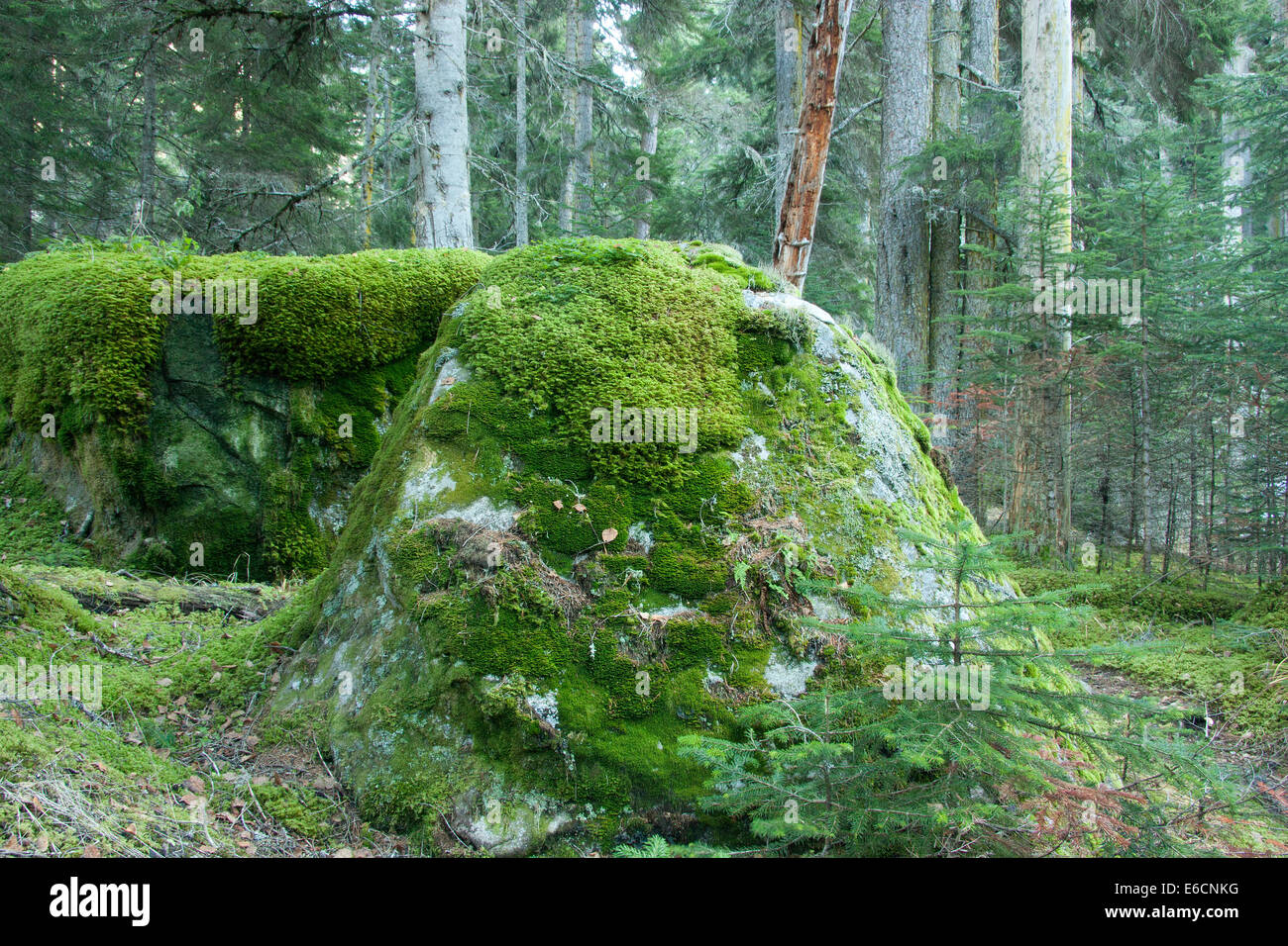 Rocky mountain spruce tree hi-res stock photography and images - Alamy