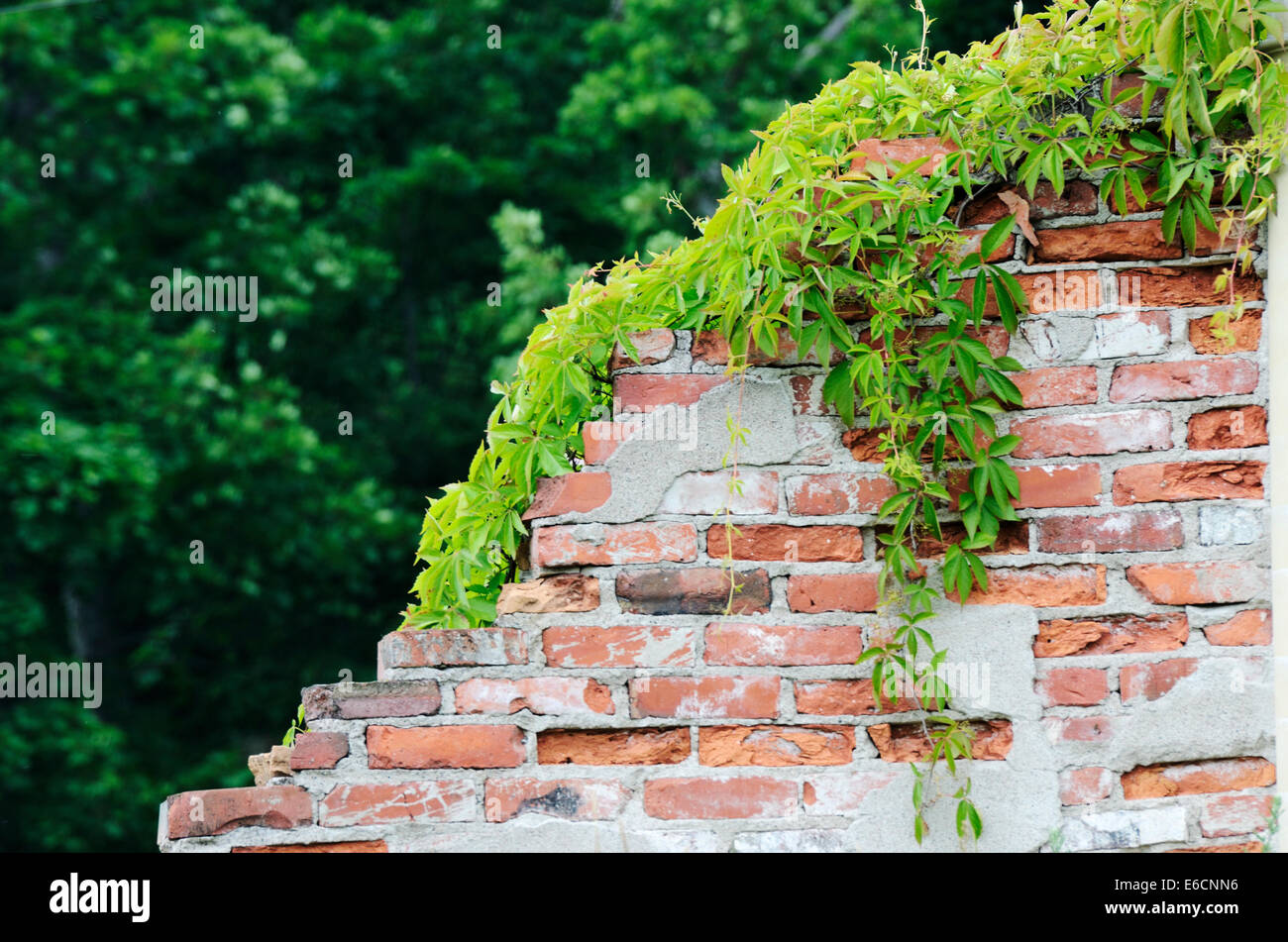 dilapidated brick wall overgrown with hops on the green background ...