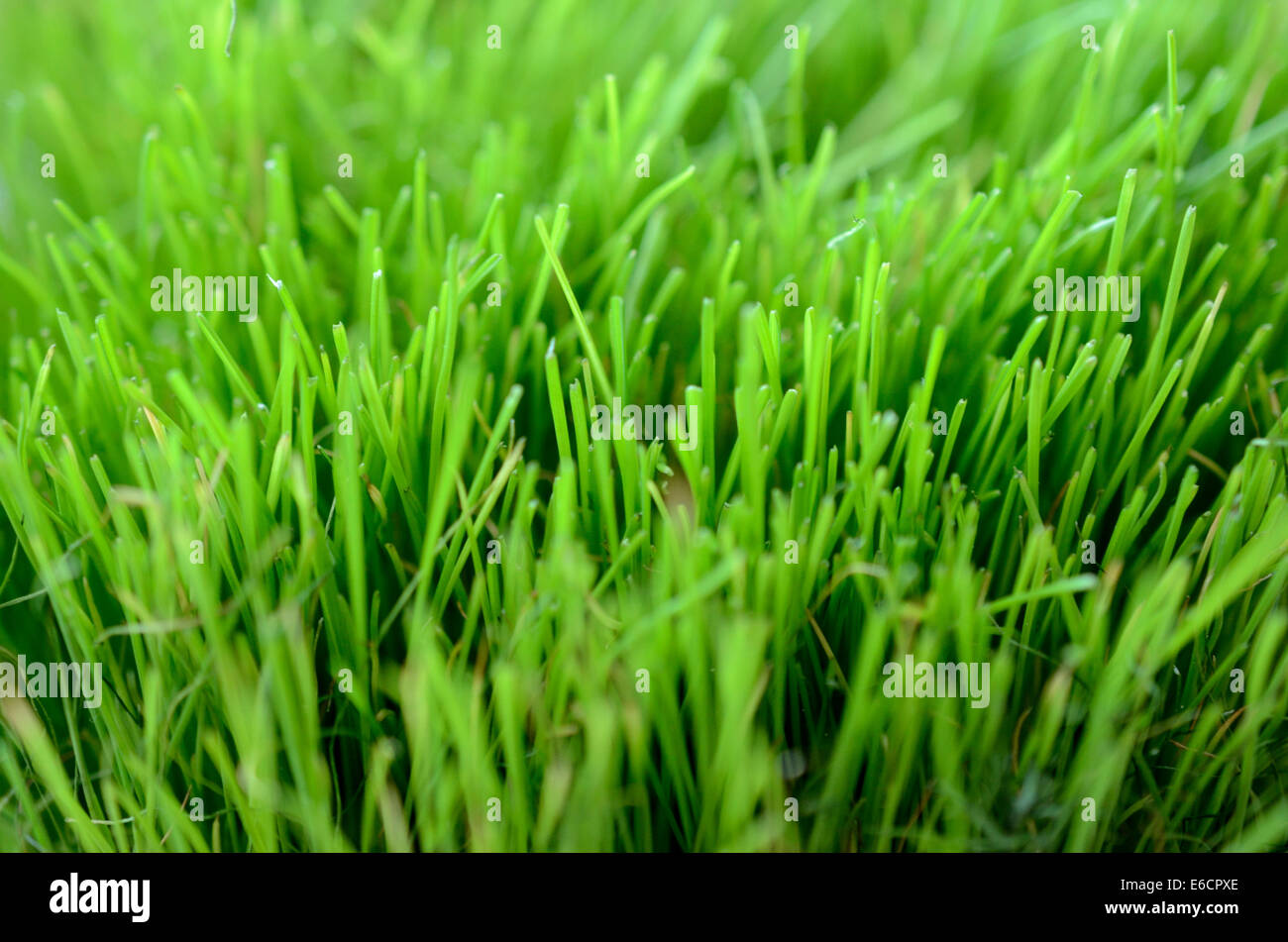 Lush green grass in hi-res stock photography and images - Alamy