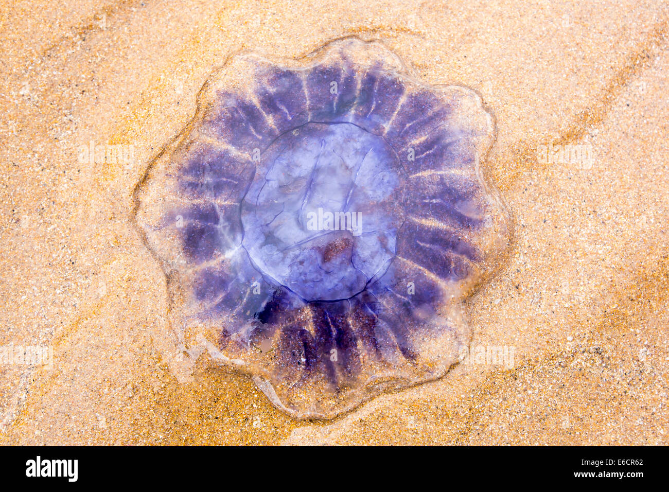 A purple jellyfish, washed ashore on a Nothumberland Beach. Climate ...
