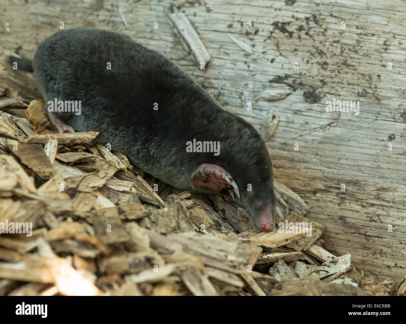 Common mole hi-res stock photography and images - Alamy