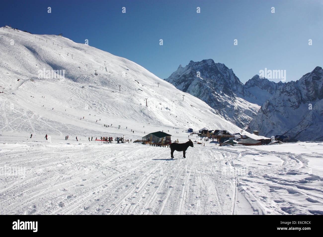 Donkey ice hi-res stock photography and images - Alamy