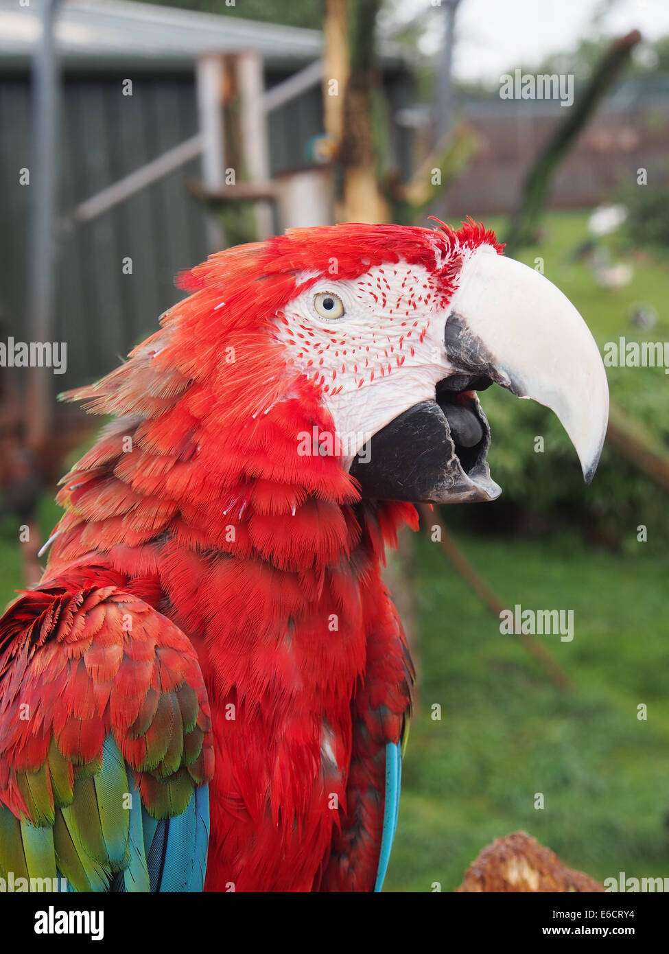 The head of a Greenwing Macaw with beak open Stock Photo - Alamy