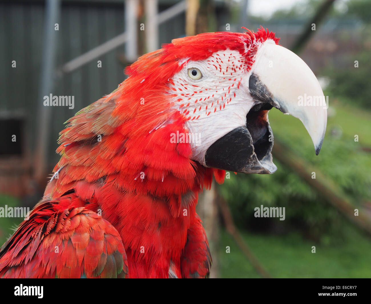 The head of a Greenwing Macaw with beak open Stock Photo - Alamy