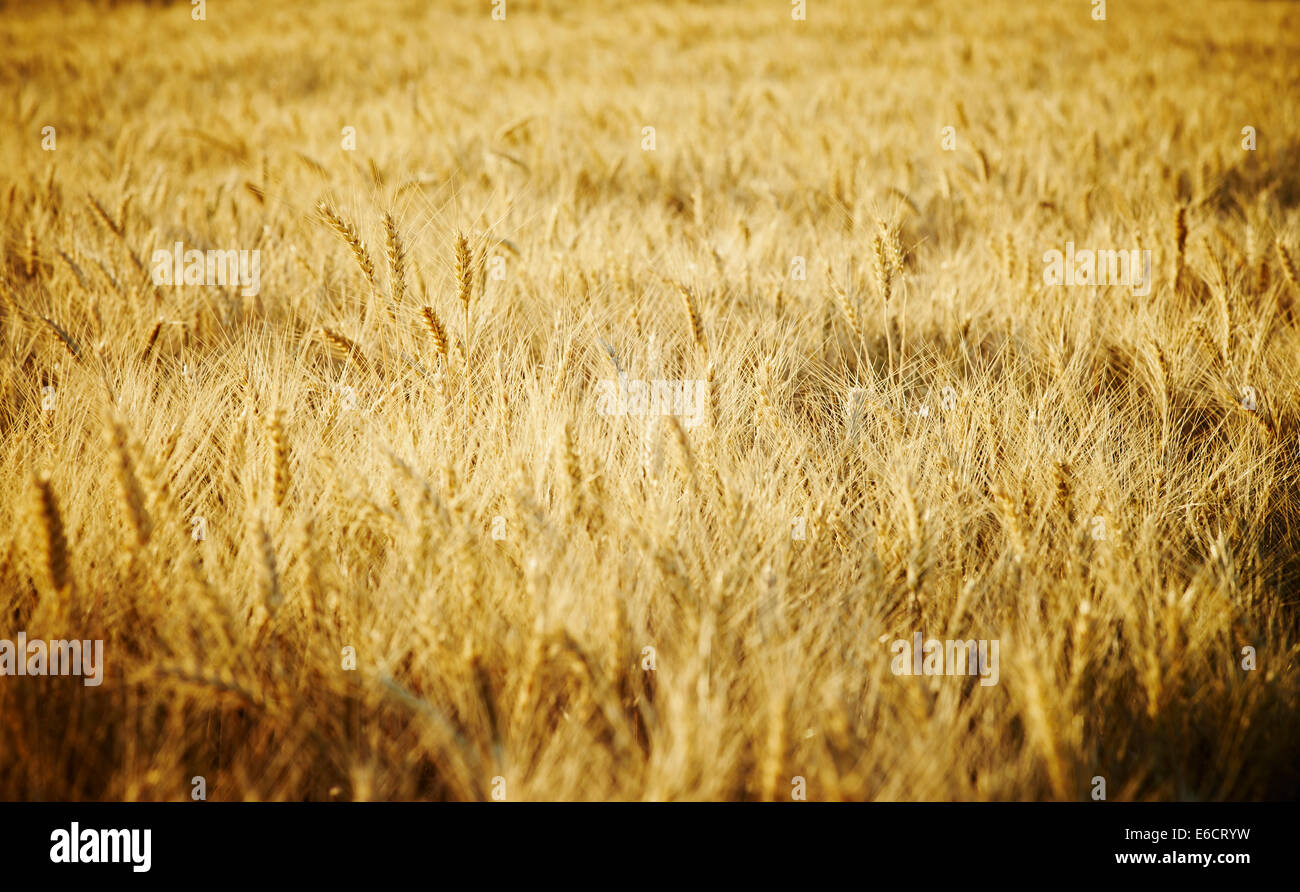 Golden layers of wheat glisten in the late day sunlight in Palouse ...