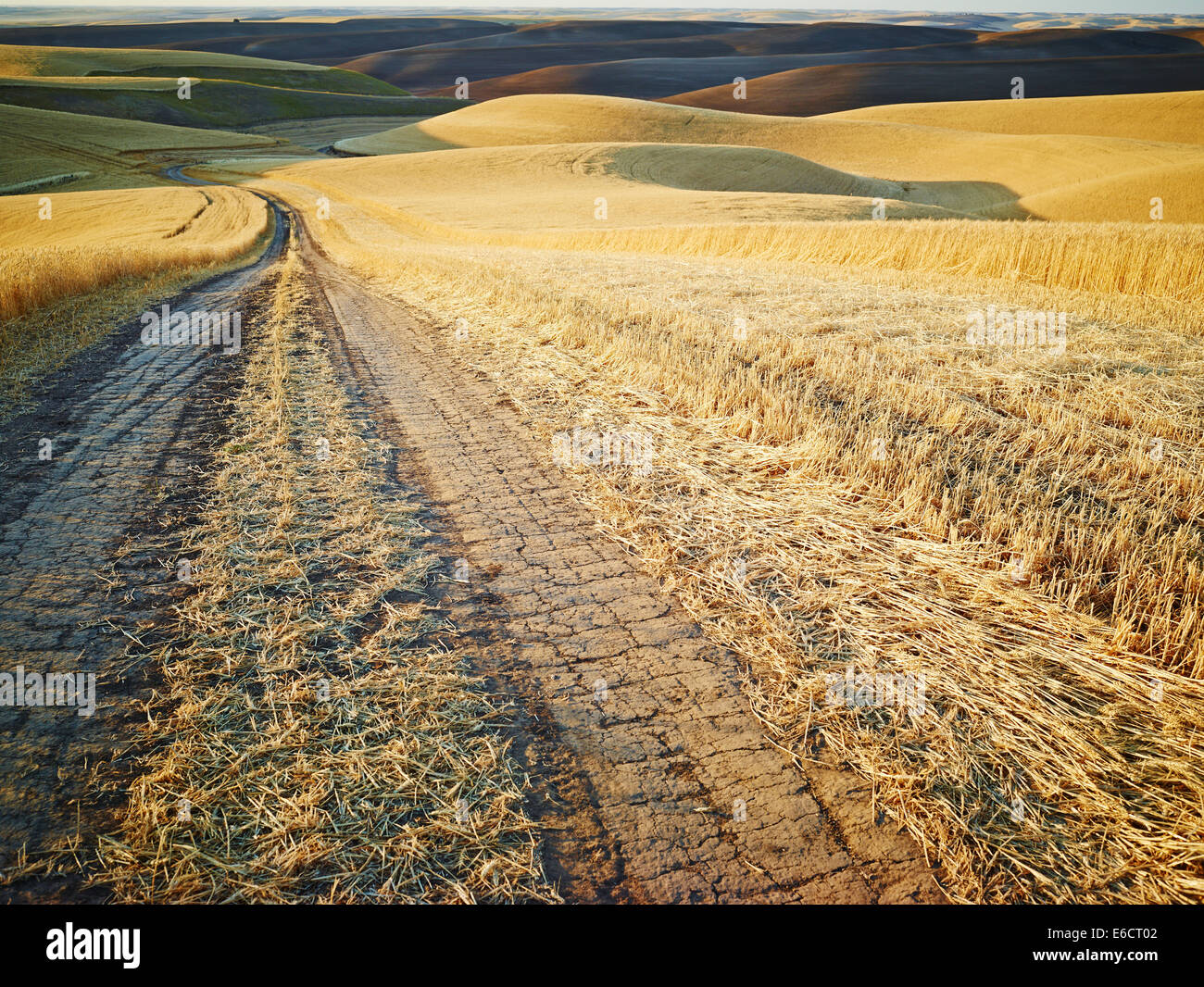A dirt road path through a golden wheat field leading to the rolling ...