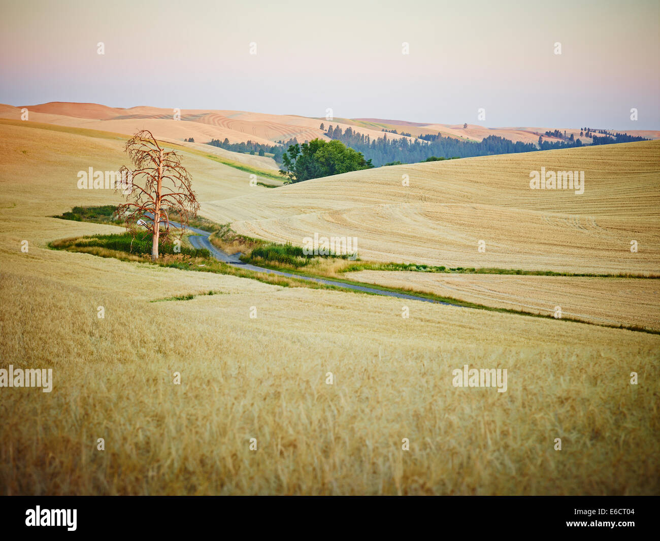 A lone tree in a patch of grass surrounded by a grain field in Palouse ...