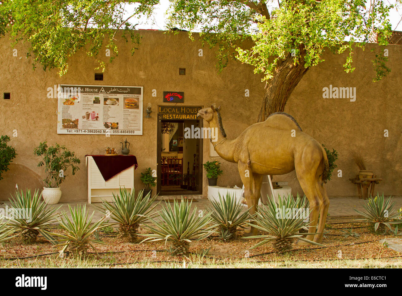 Camel and garden under shading tree outside doorway of Local House ...