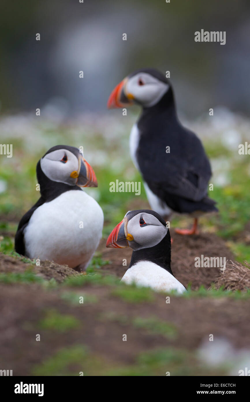 Atlantic puffin Fratercula arctica, adults, grouped arround burrow, The ...