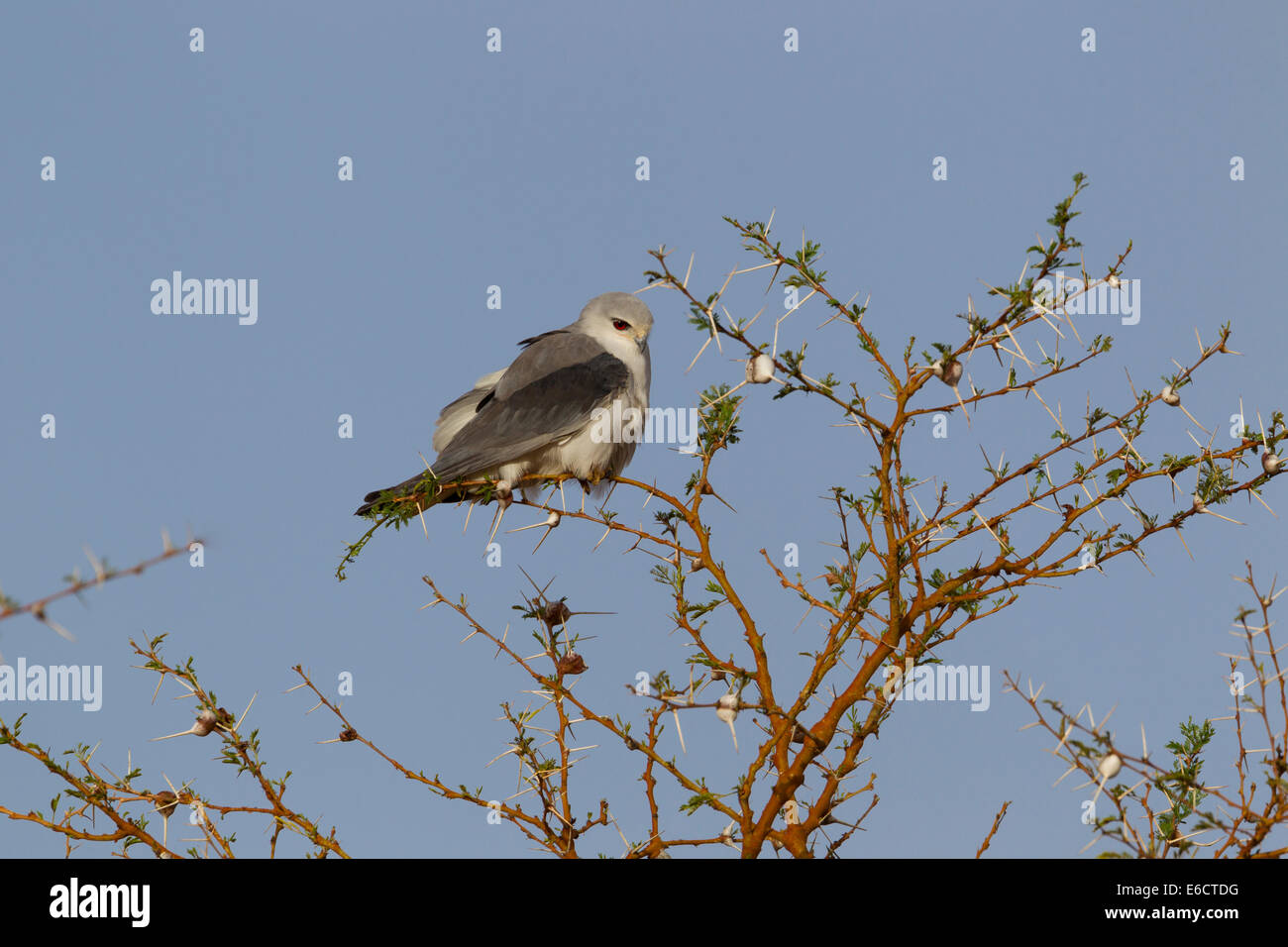 Galls bird hi-res stock photography and images - Alamy