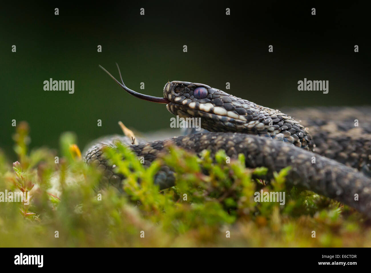 English adder hi-res stock photography and images - Alamy