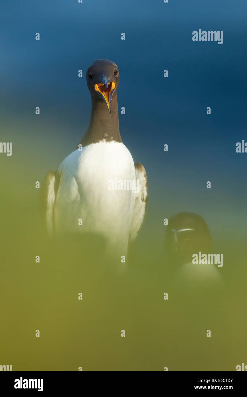 Common Guillemot Uria aalge, adult, calling with Razorbill in ...
