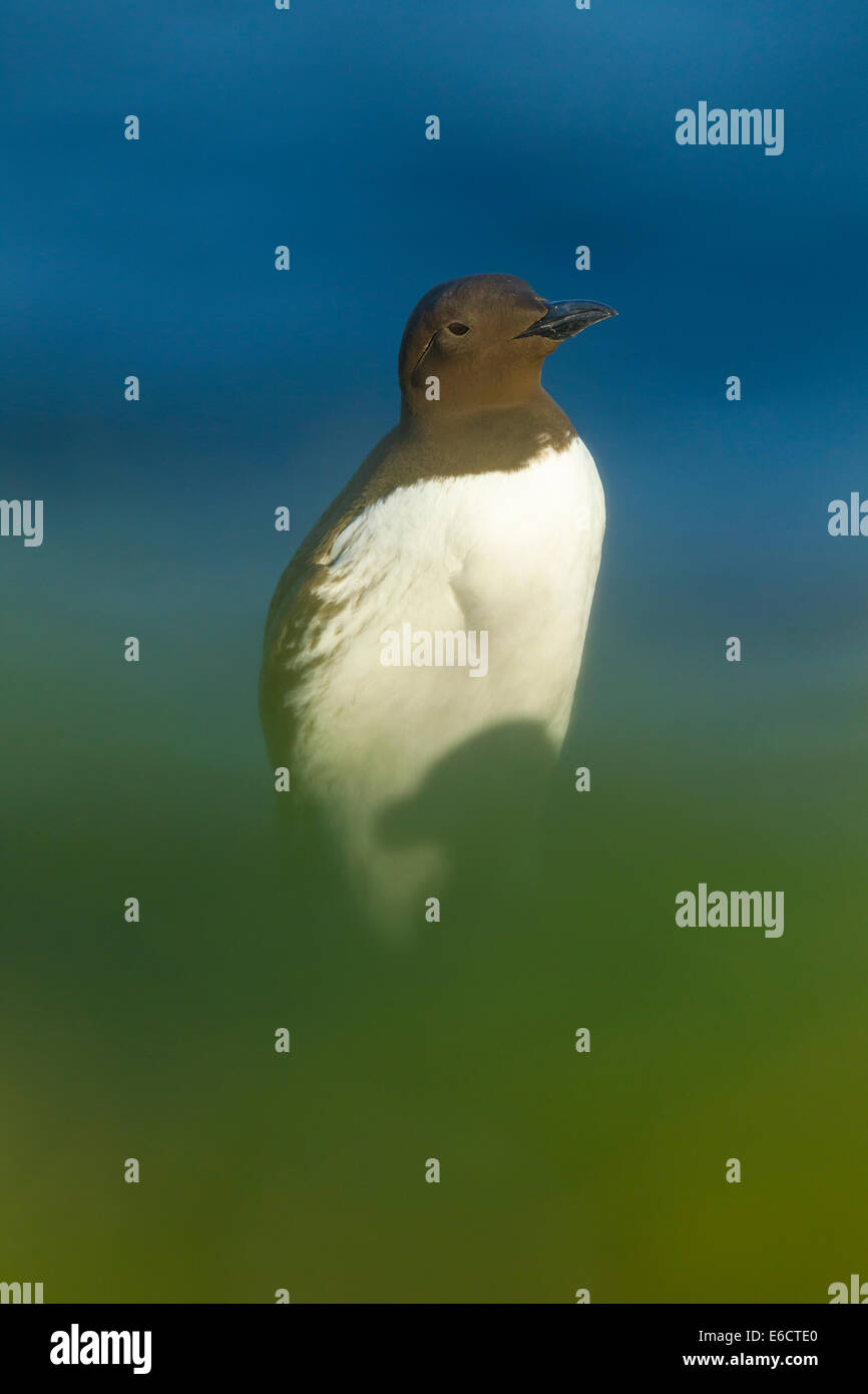 Common Guillemot Uria aalge, adult, with Razorbill shadow, Fowlsheugh ...