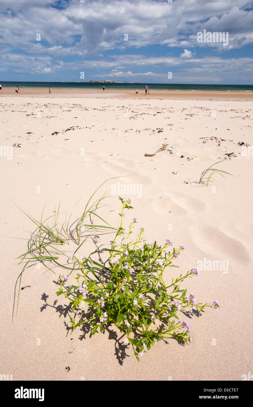 Sea Rocket, Cakile maritima, growing on a Northumberland beach, UK ...