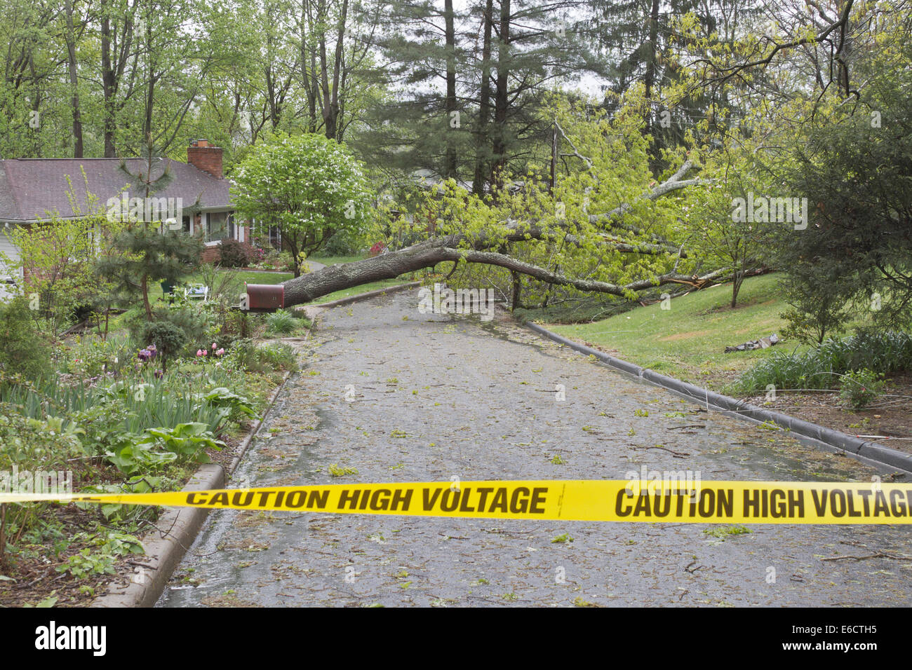 Tree down across road hi-res stock photography and images - Alamy