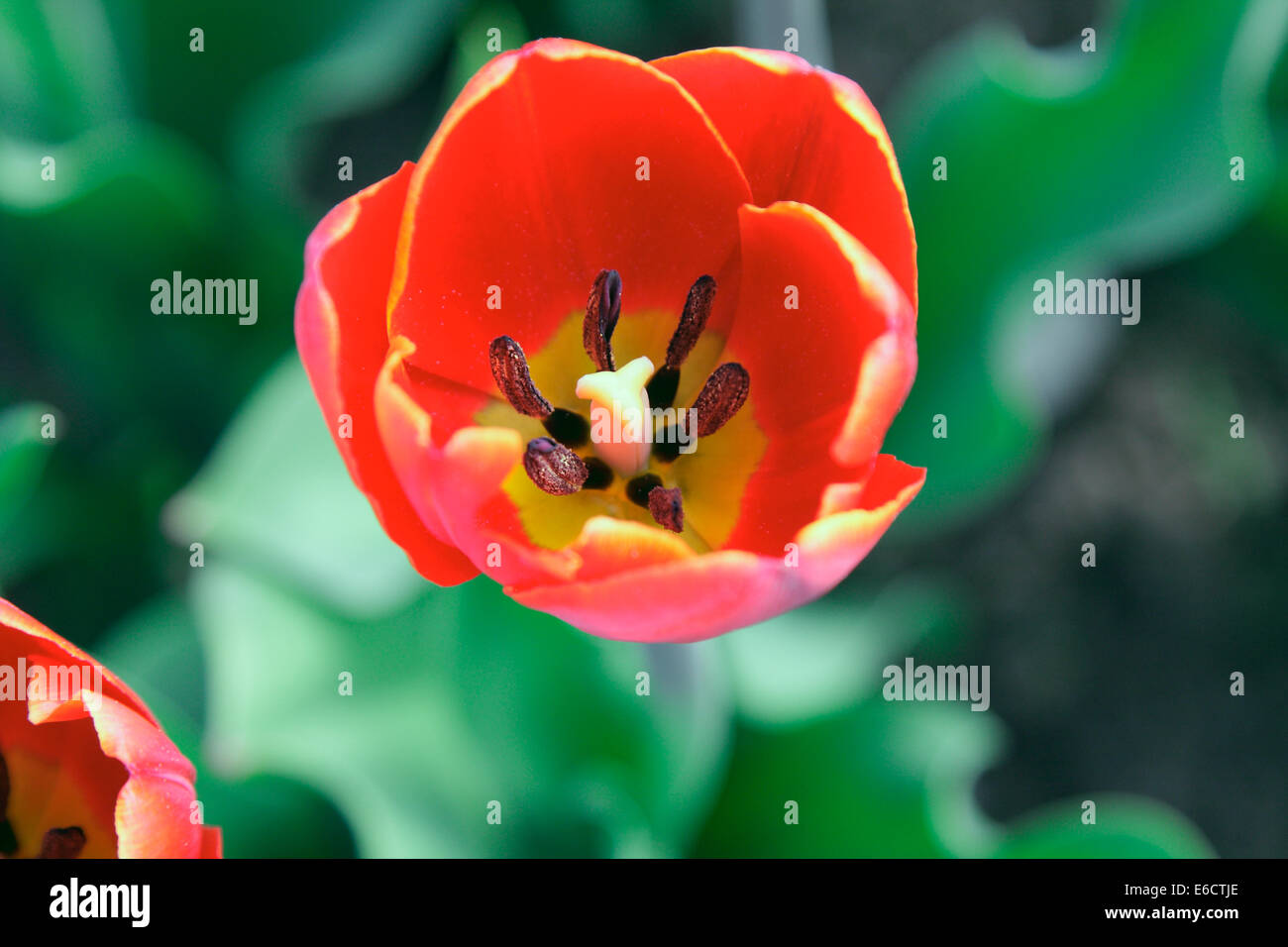 Tulip top view hi-res stock photography and images - Alamy