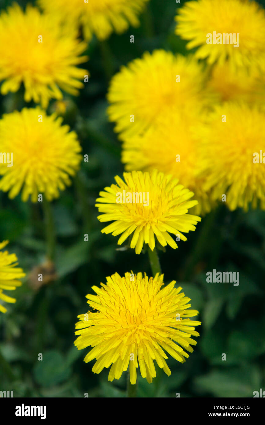 Dandelions flowers hi-res stock photography and images - Alamy