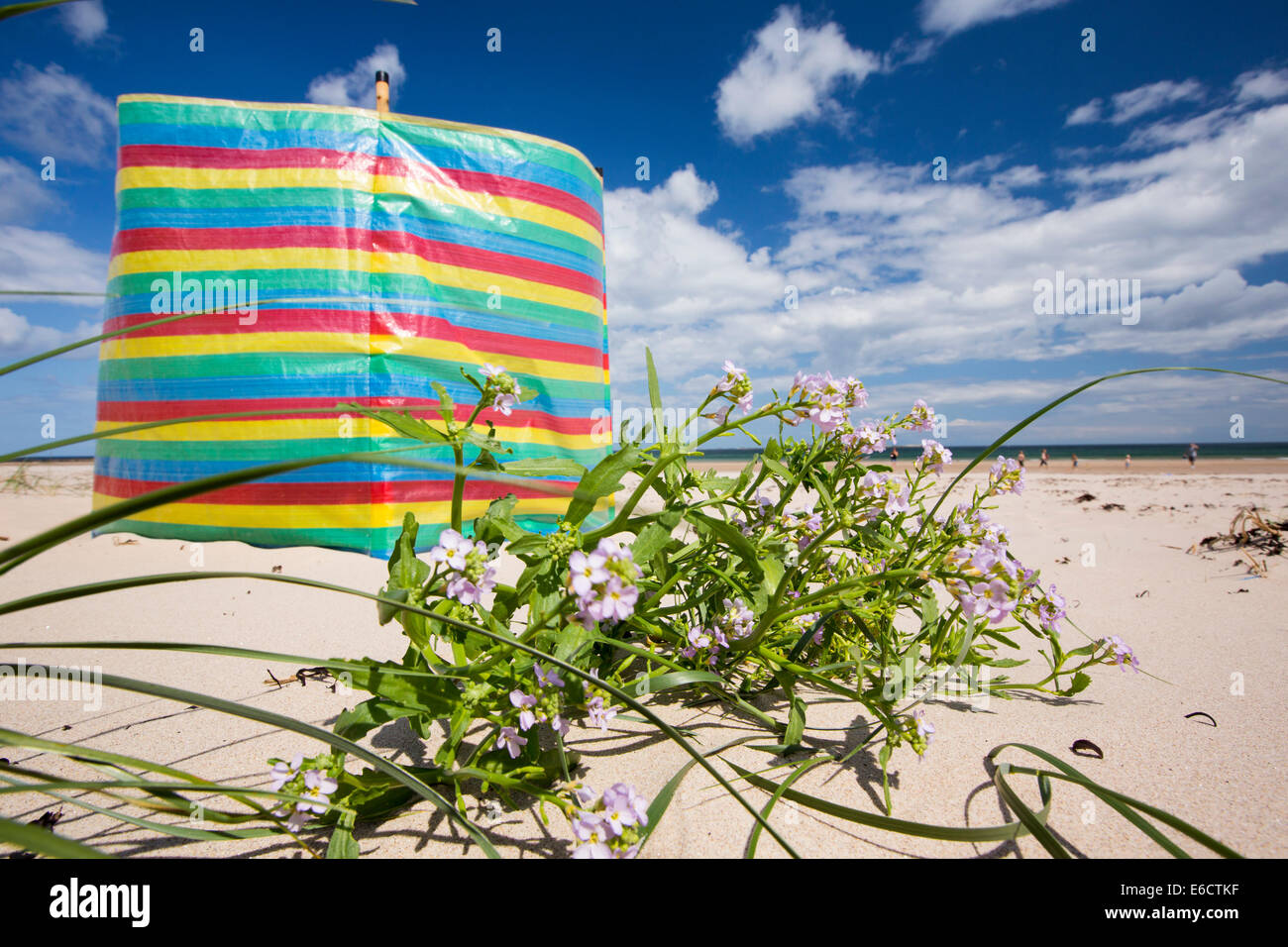 Sea Rocket, Cakile maritima, growing on a Northumberland beach, UK ...