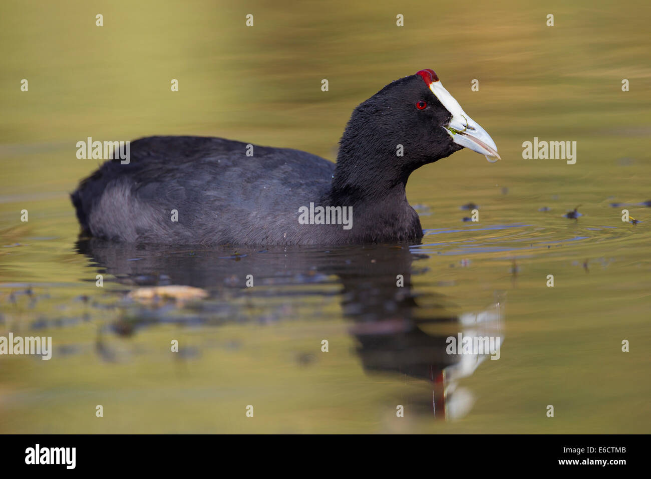 Red knobbed coots hi-res stock photography and images - Alamy