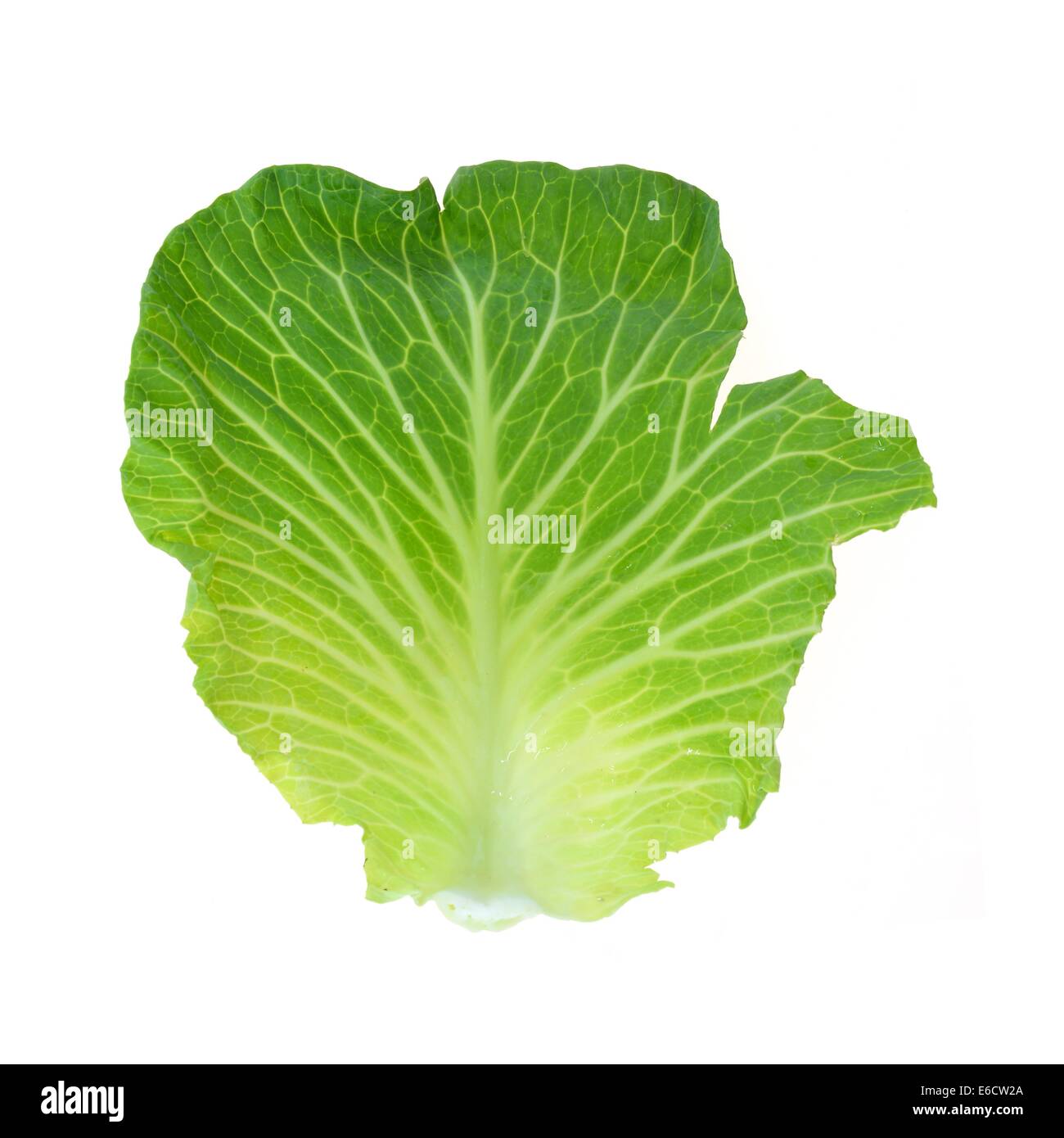 A close up shot of a garden cabbage Stock Photo - Alamy