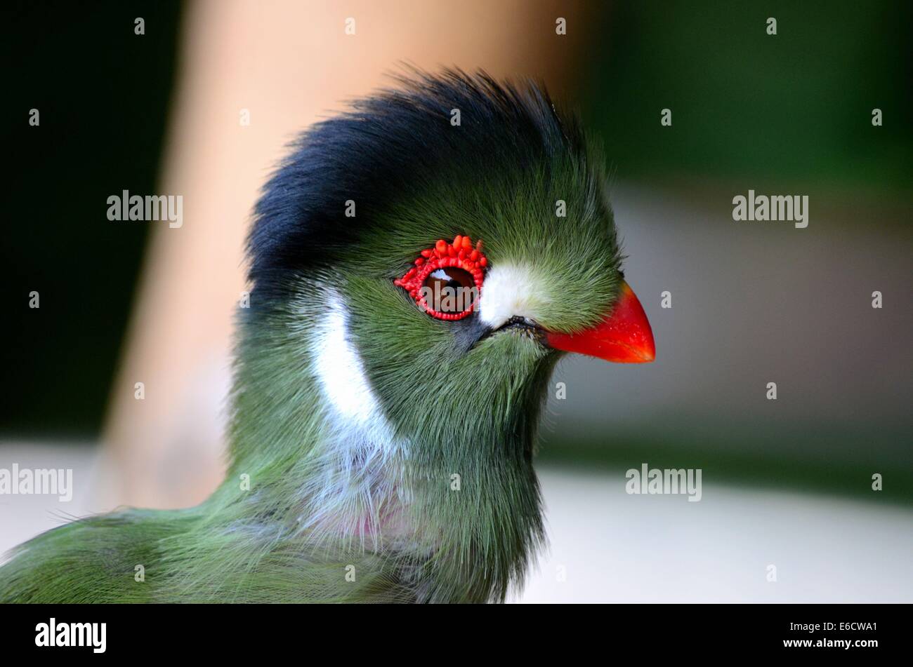 Delicate green turaco bird with red beak white patches black crown and ...