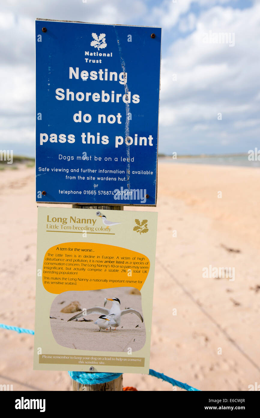 A nesting colony of Arctic and Little Terns near Low Newton ...