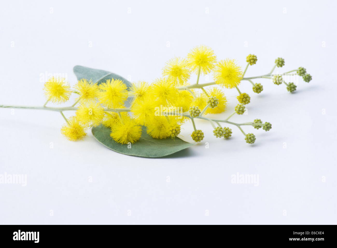 Pearl acacia (Acacia podalyriifolia) in bloom on white background Stock ...