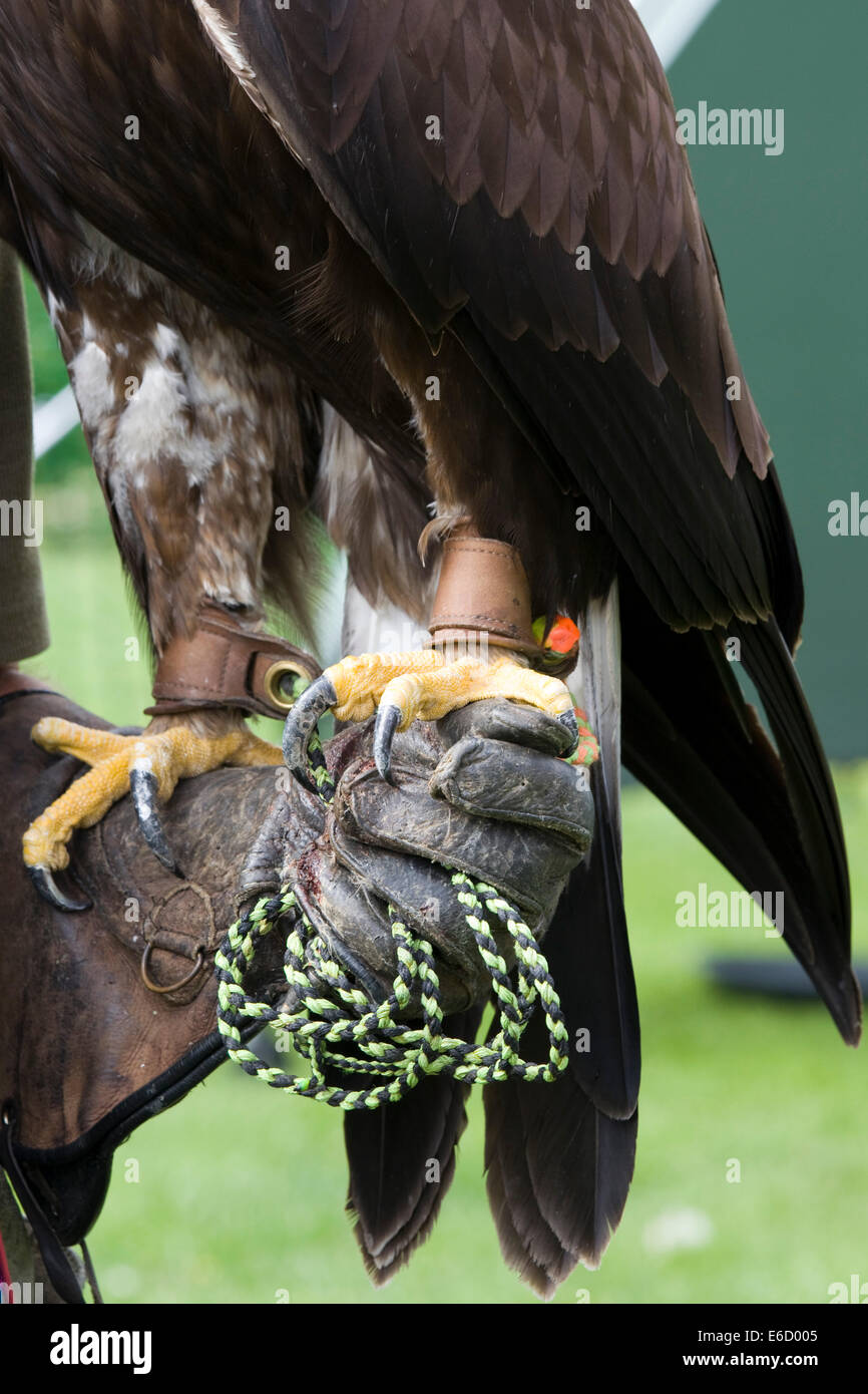 American golden eagle hi-res stock photography and images - Alamy