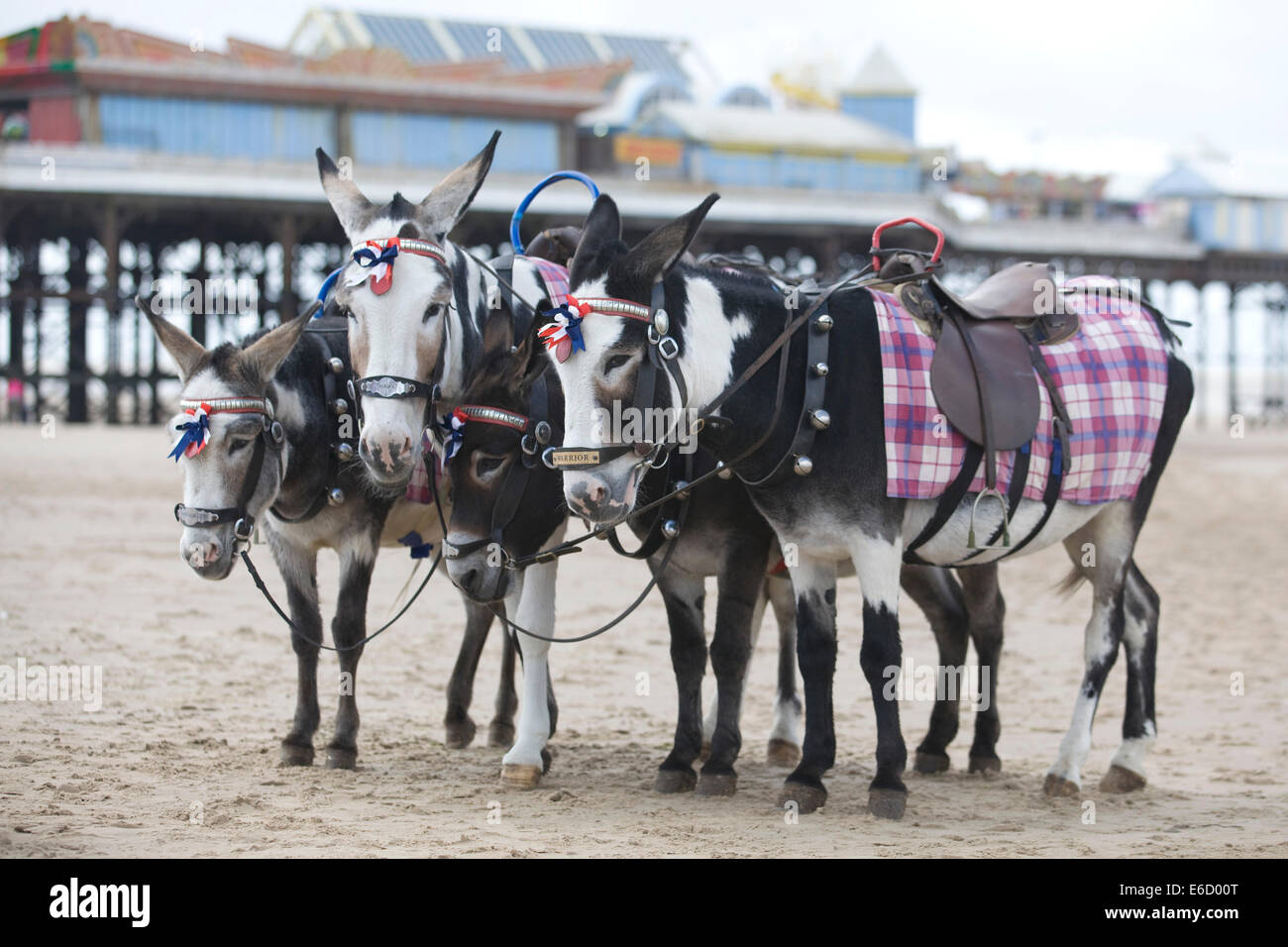 Traditional Donkey rides on British Beaches Stock Photo - Alamy