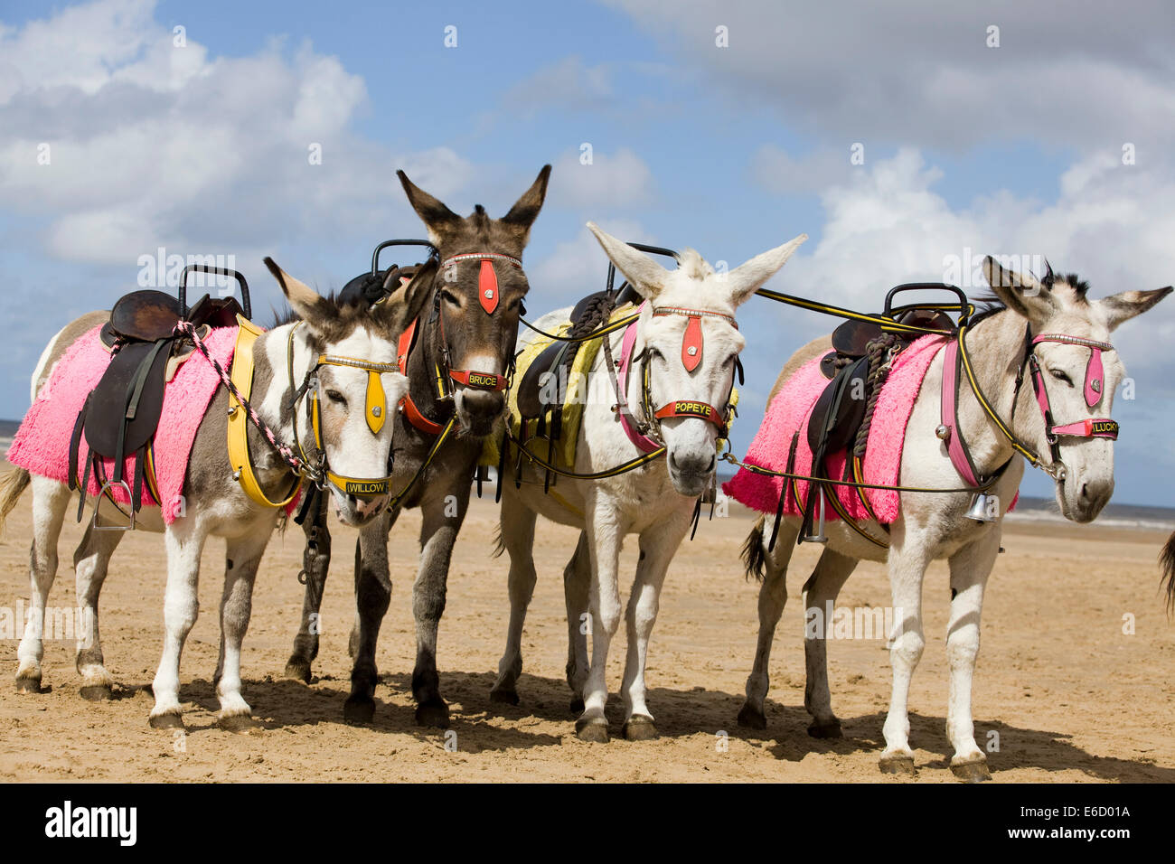 Donkey"s on the beach traditional English seaside Stock Photo - Alamy